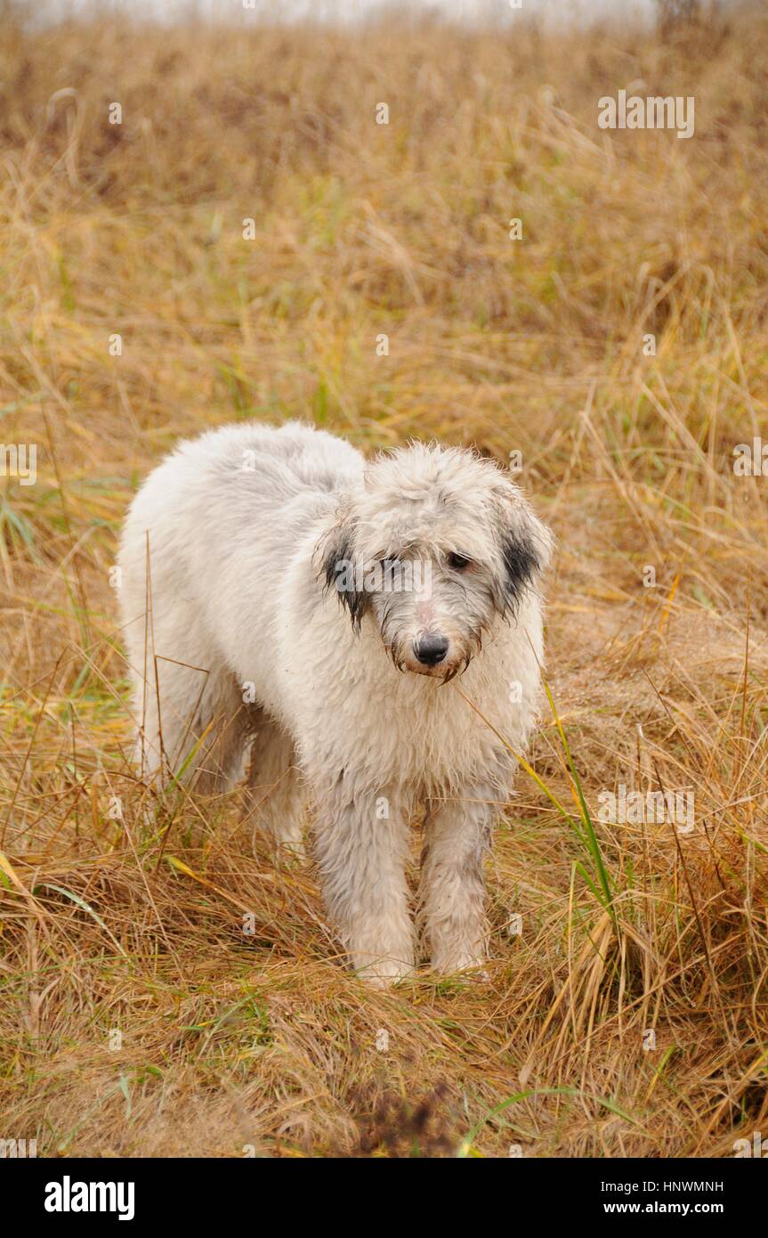 The South Russian shepherd puppy Stock Photo - Alamy
