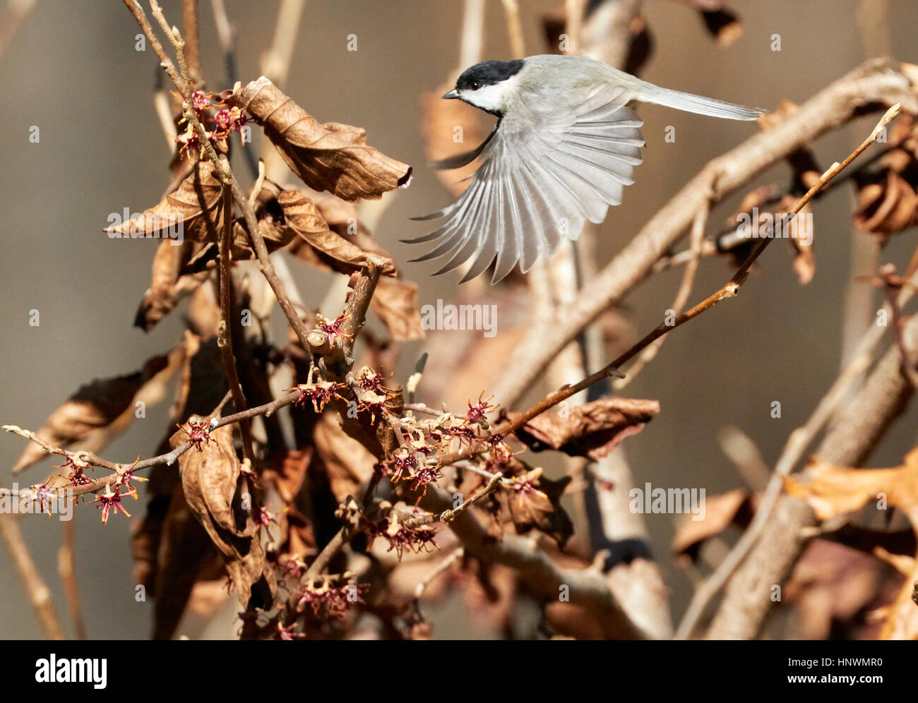 Chickadee flying hi-res stock photography and images - Alamy