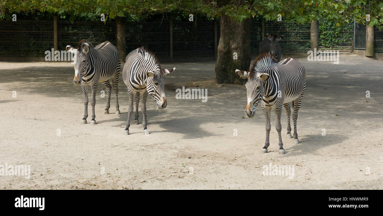 Zebra Zoo Captive Animal Cage High Resolution Stock Photography and ...