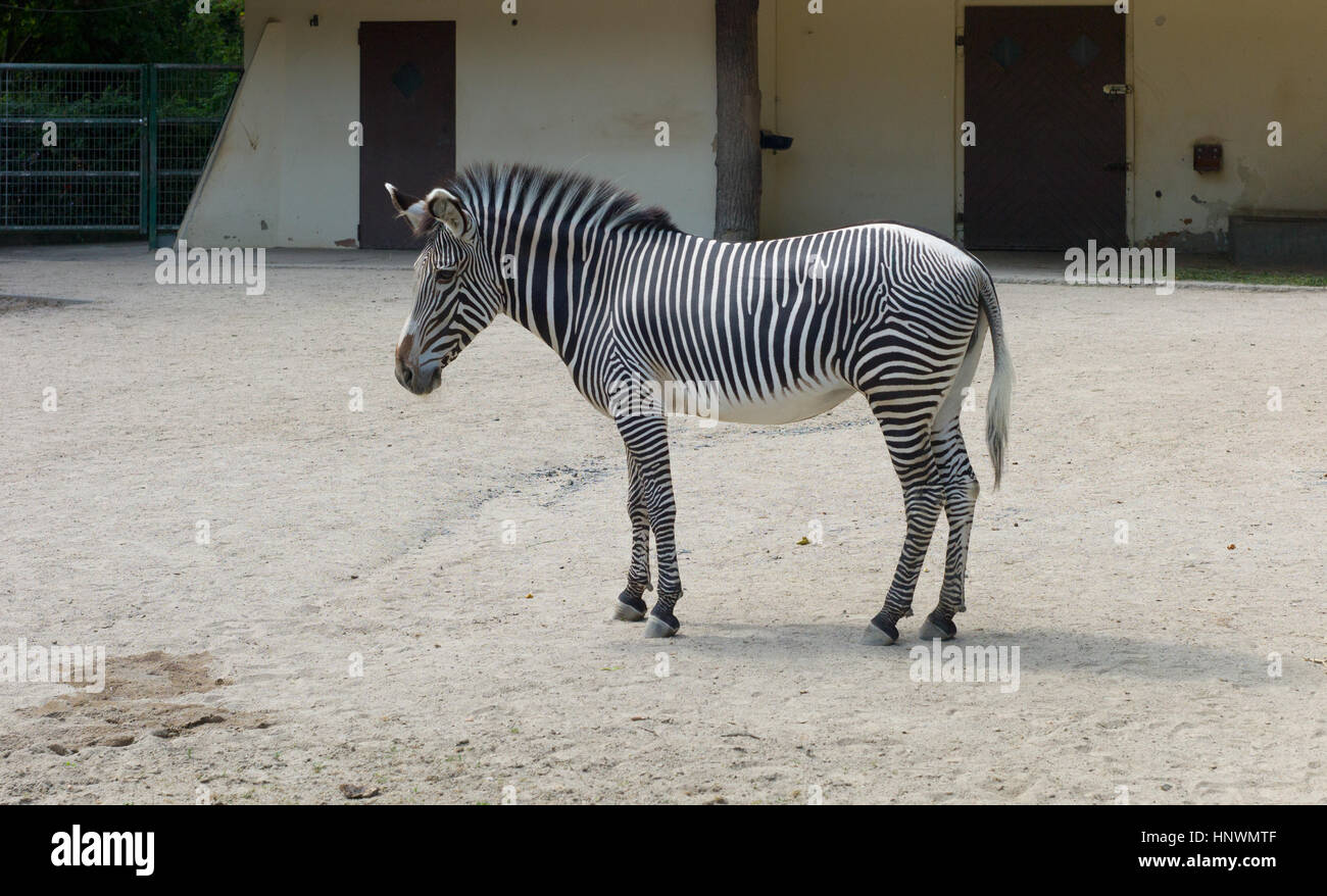 Zebra Zoo Captive Animal Cage High Resolution Stock Photography and ...