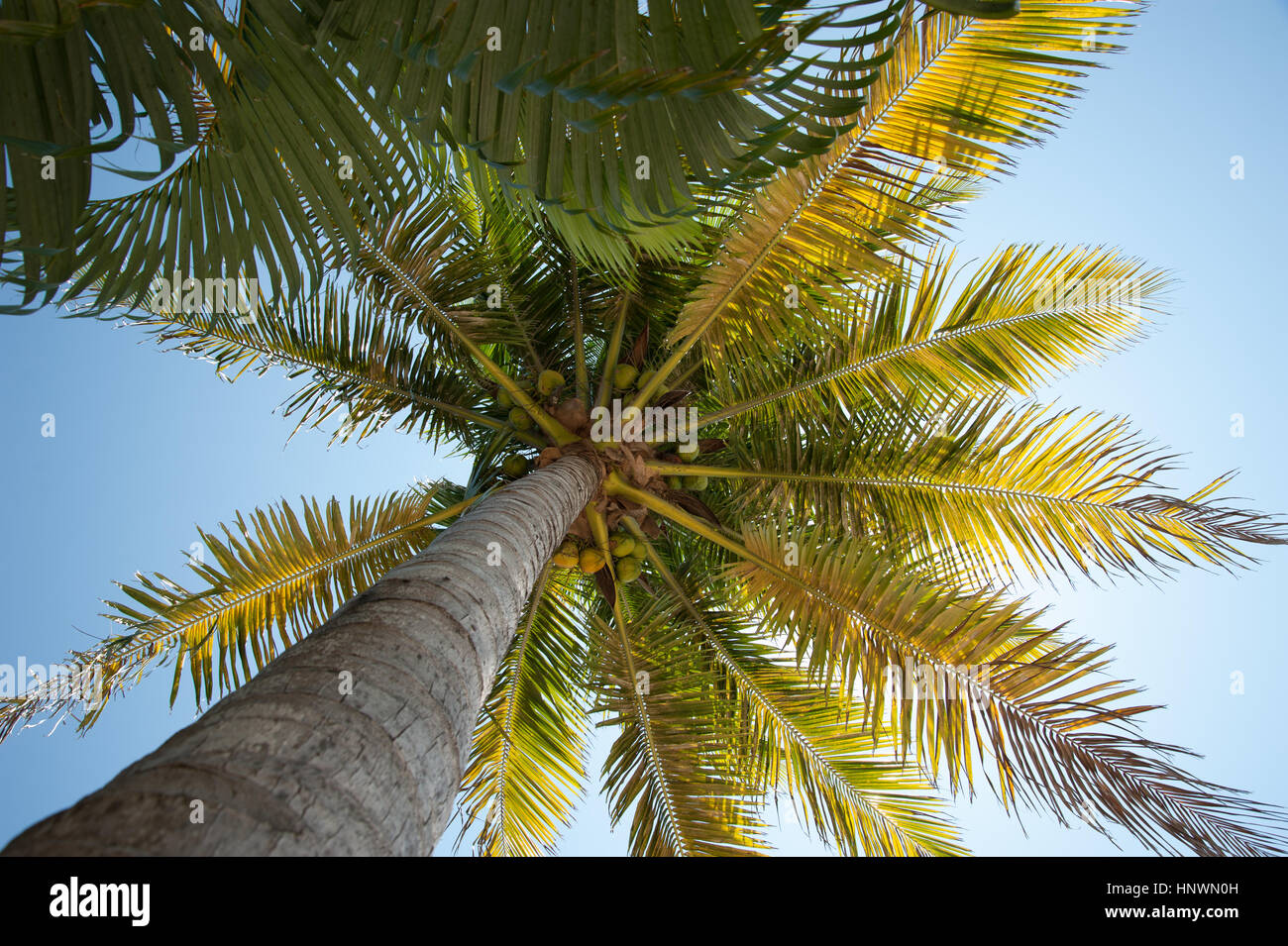 Sun through green palm leaves hi-res stock photography and images - Alamy