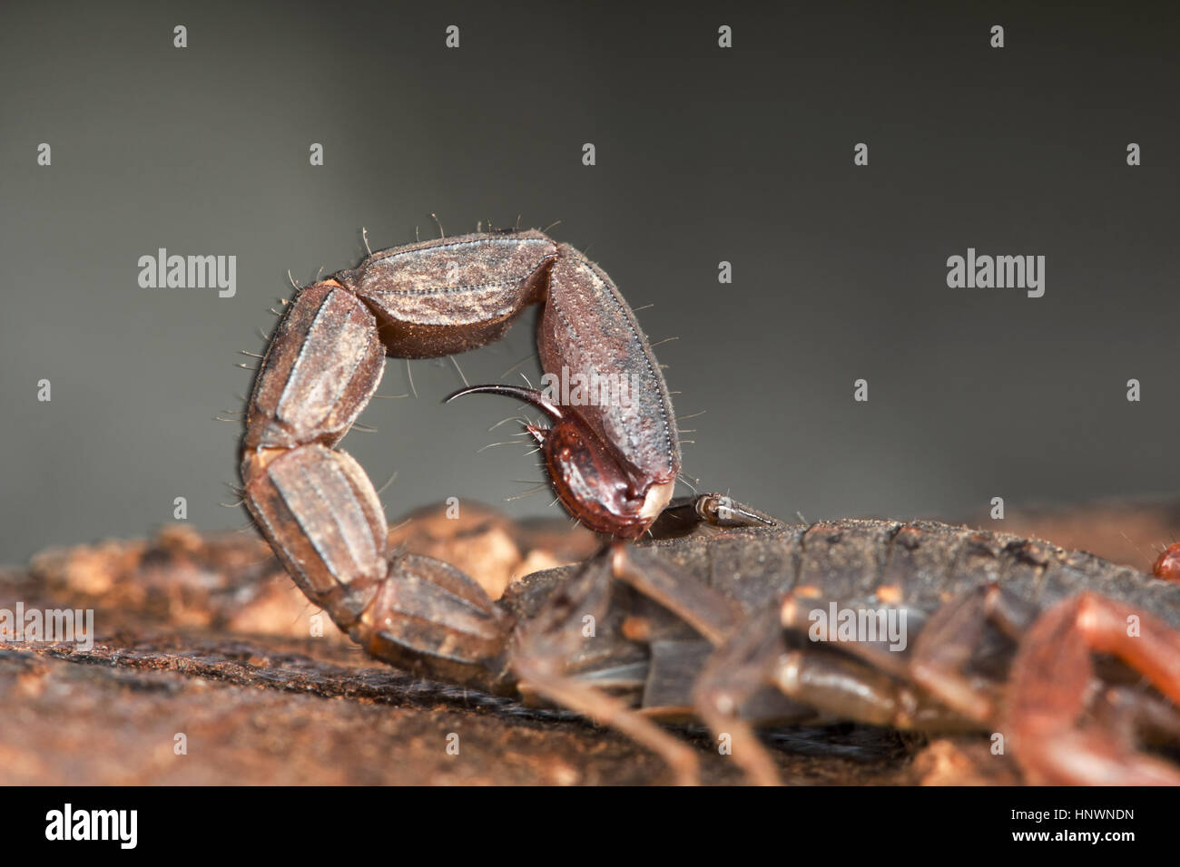 Three keeled bark scorpion, Lychas tricarinatus, Udanti Tiger Reserve ...