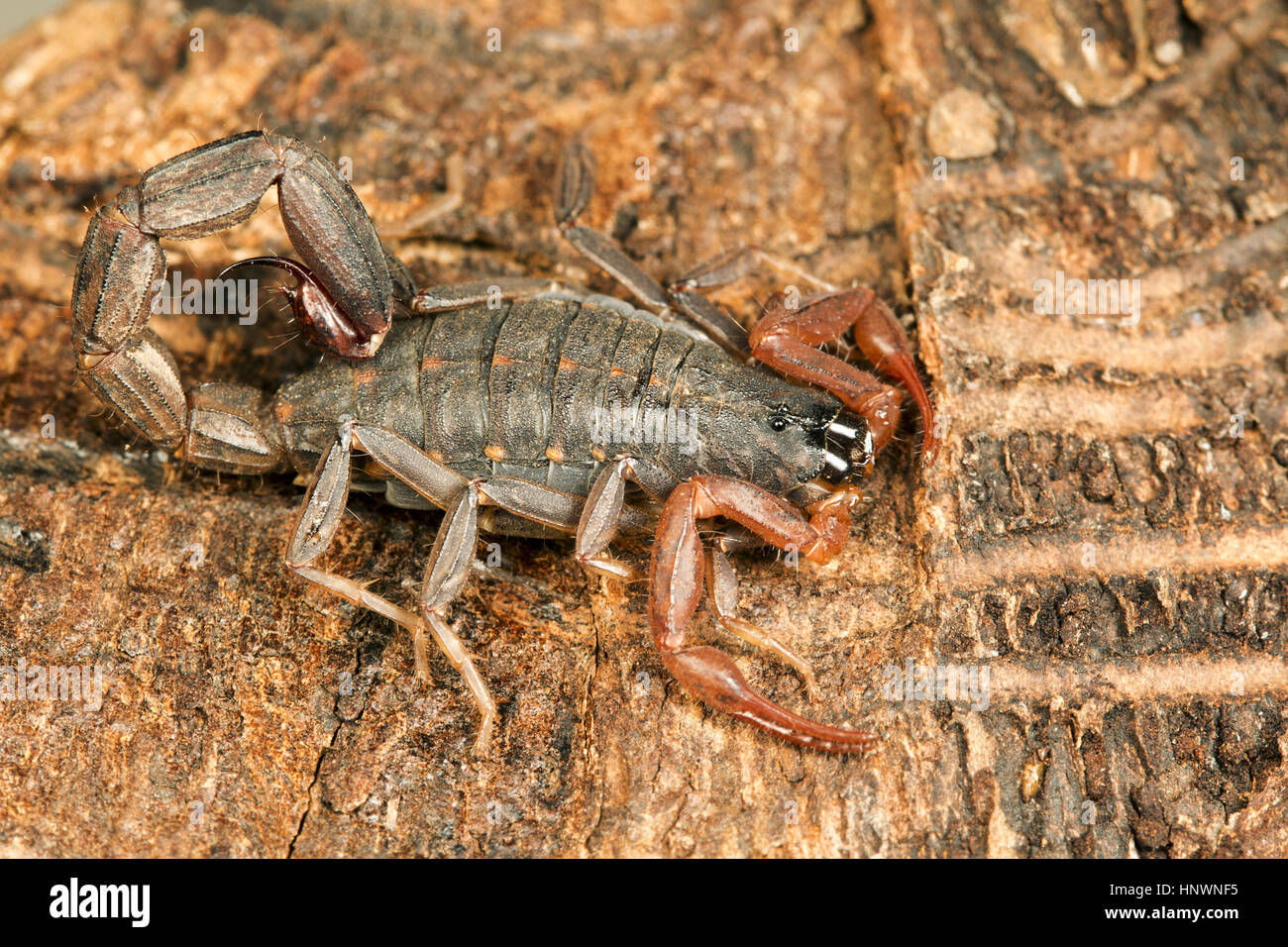 Three keeled bark scorpion, Lychas tricarinatus, Udanti Tiger Reserve ...