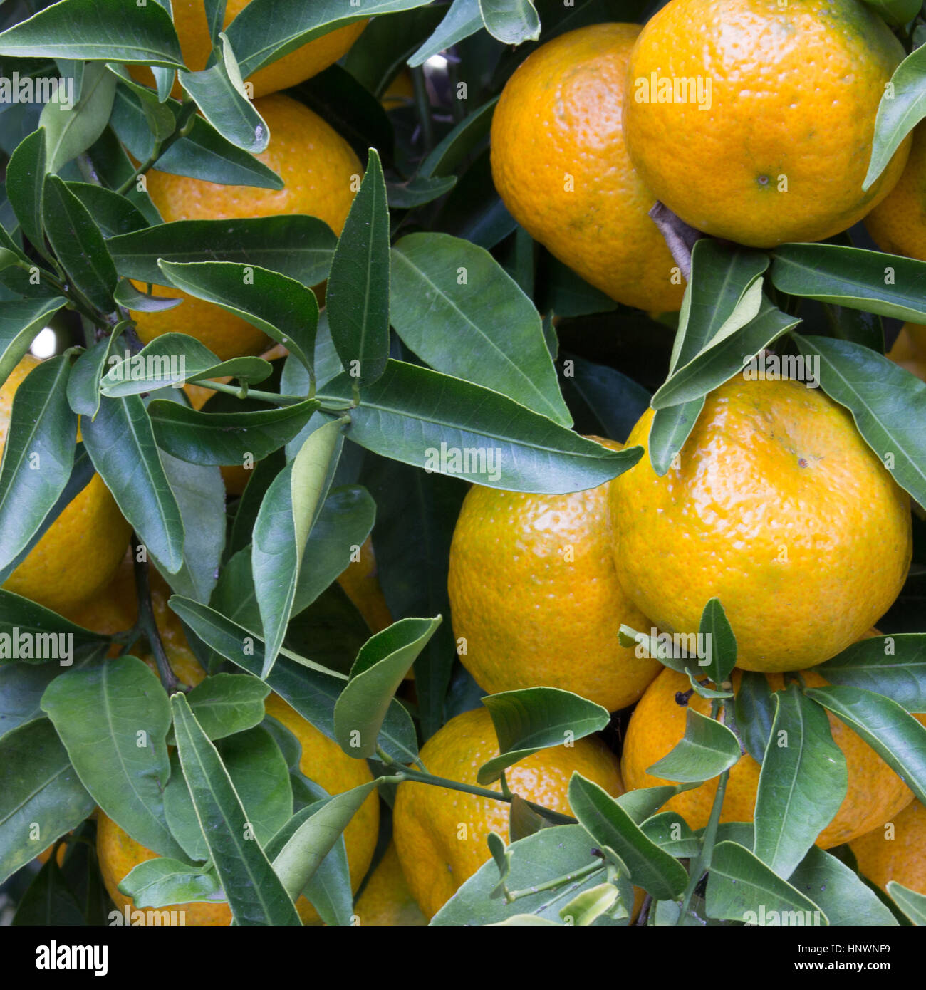 mandarin tree full of fruits and green leaves Stock Photo - Alamy