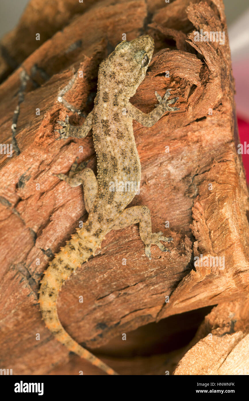 LEAF TOED GECKO, Hemidactylus parvimaculatus, Bhoramdeo Wildlife ...