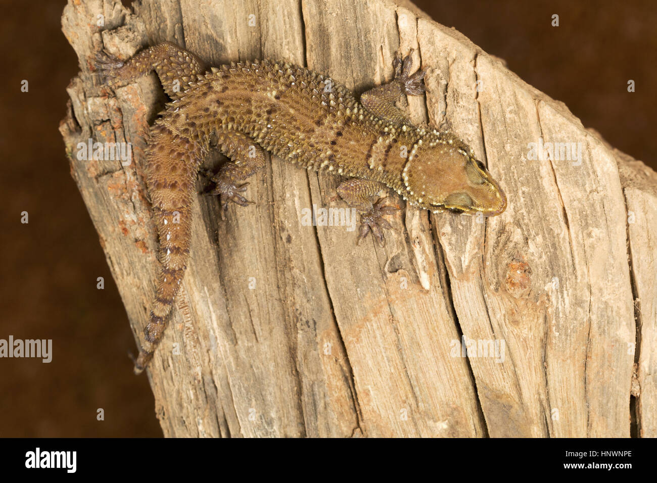 LEAF TOED GECKO, Hemidactylus parvimaculatus, Bhoramdeo Wildlife ...