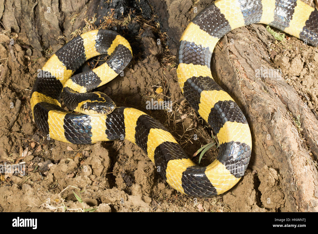 Banded krait, Bungarus fasciatus, Raipur, Chhattisharg. One of the ...