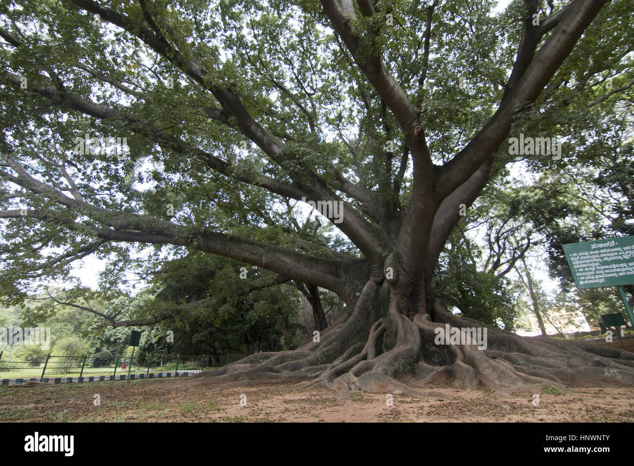 Simul hi-res stock photography and images - Alamy
