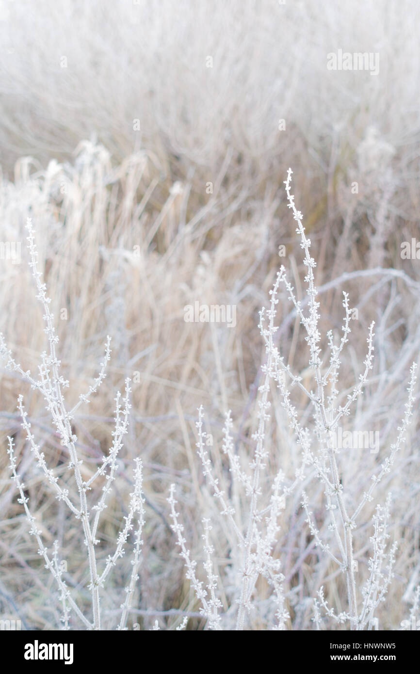 Heavy hoar frost at a woodlands edge in Northumberland on a cold ...