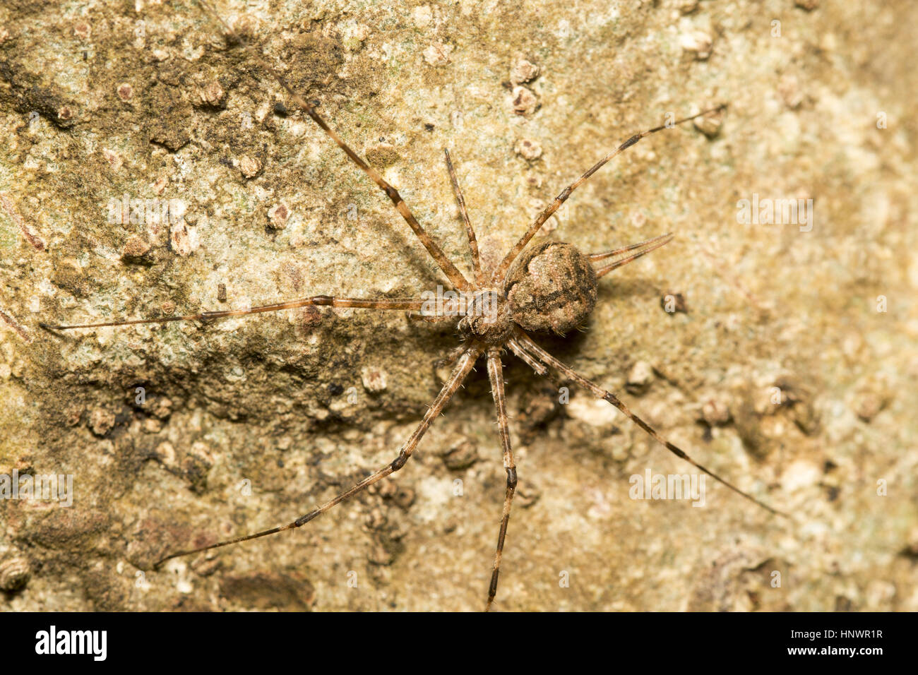 Two tailed spider, Hersilia sp., Sanjay Gandhi National Park, Mumbai ...