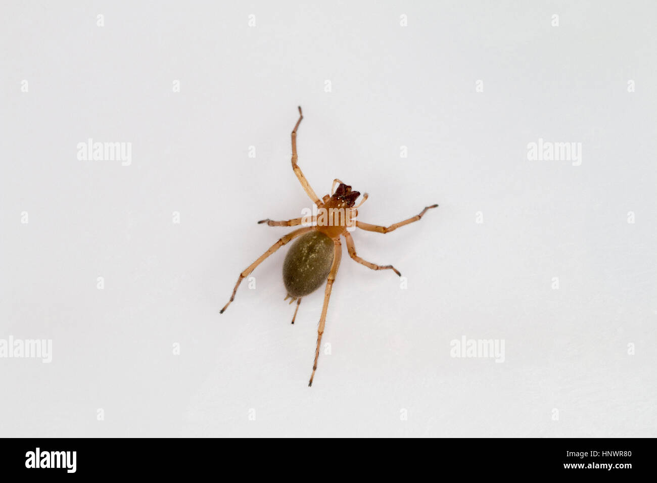 Spider, Cheiracanthium sp., Bangalore, Karnataka. Eutichuridae family ...