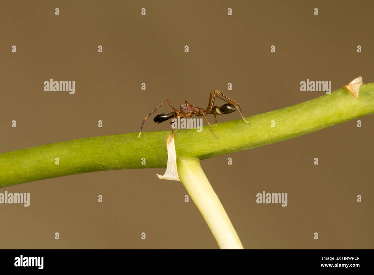 Ant mimicking spider, Myrmarachne plataleoides, Bangalore, Karnataka ...