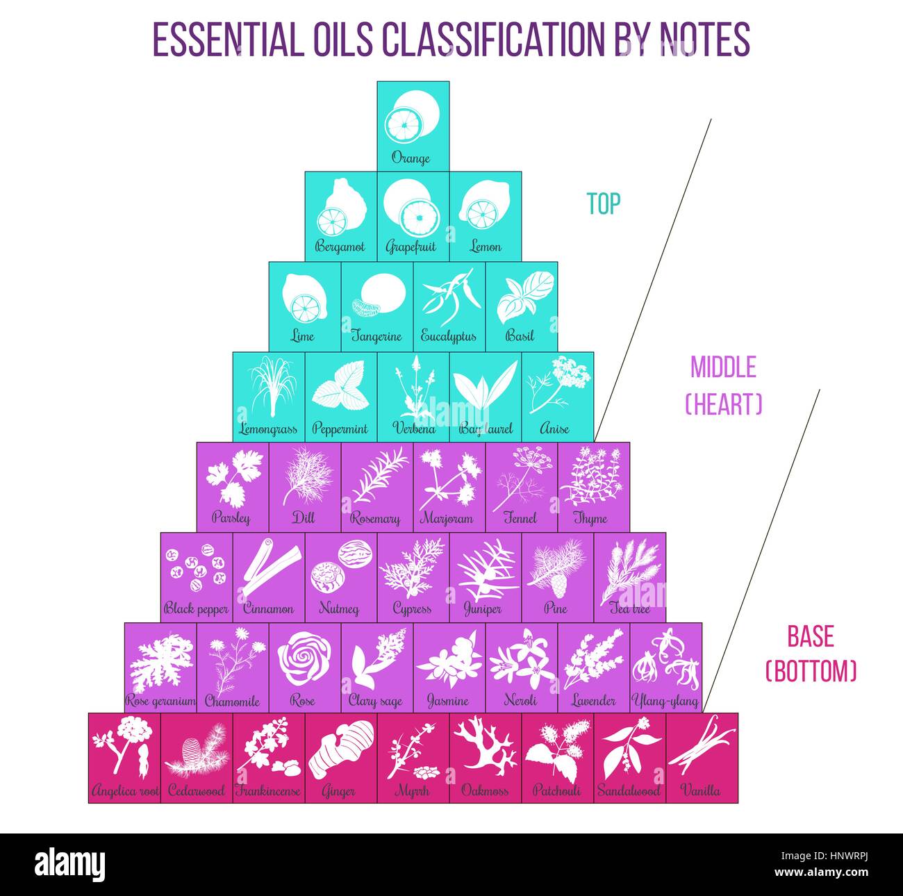 Aromatherapy and essential oils classification infographics. Modern ...