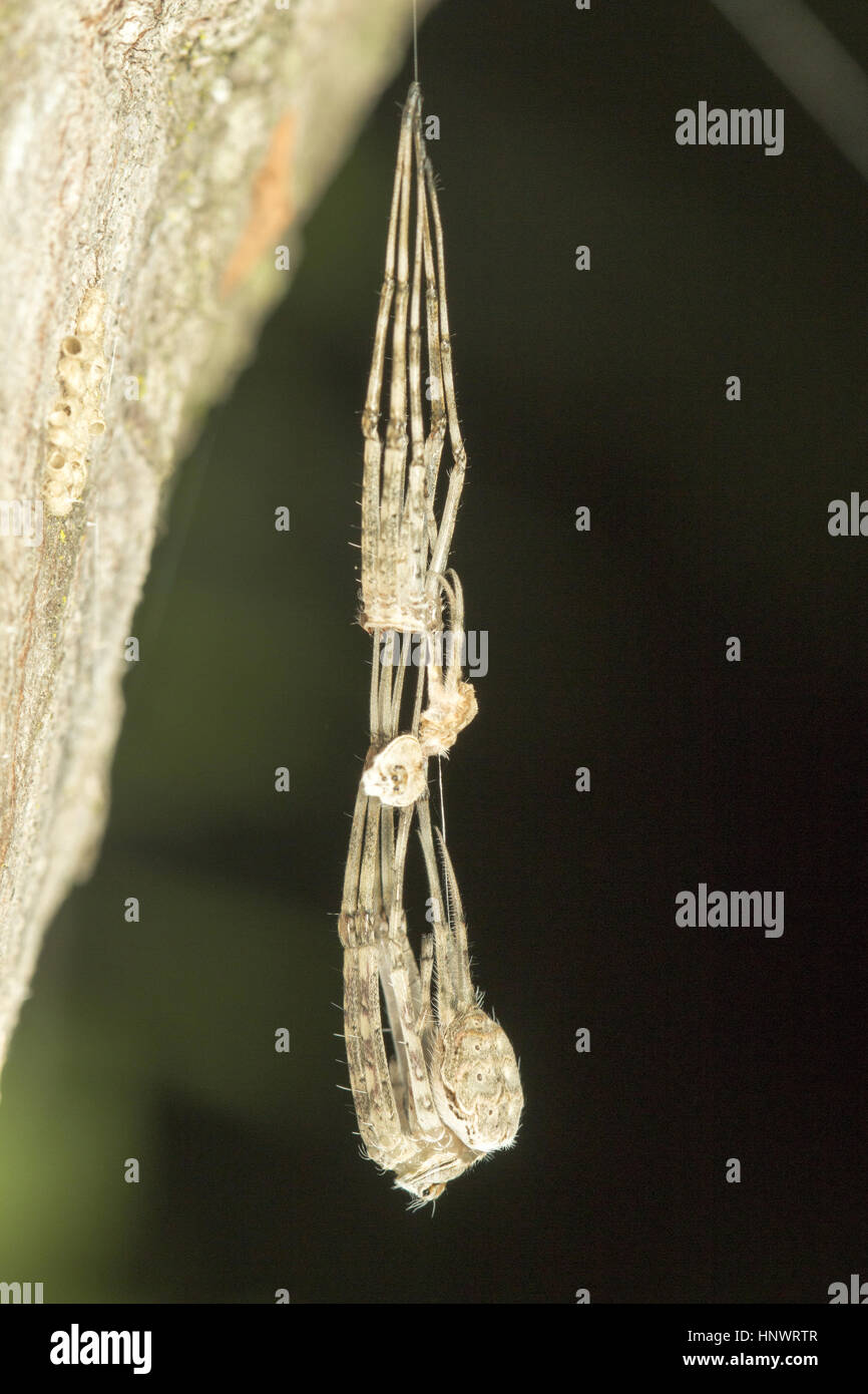 Two tailed spider moulting, Hersilia sp., Bangalore, Karnataka ...