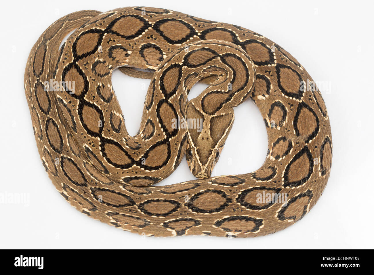 Most poisonous snakes of the world hi-res stock photography and images ...