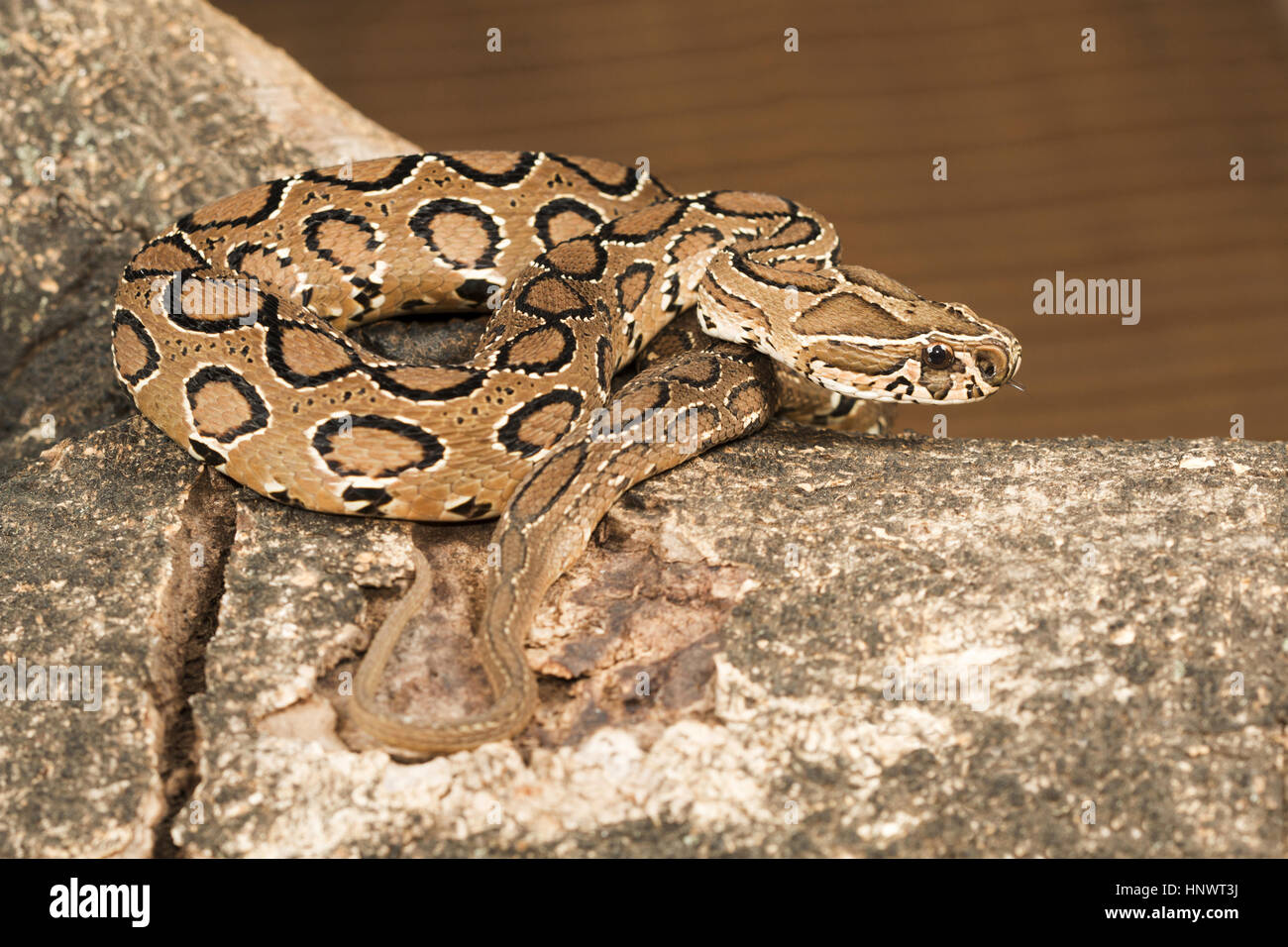 Russell's viper, Daboia russelii, Bangalore, Karnataka. Monotypic genus ...
