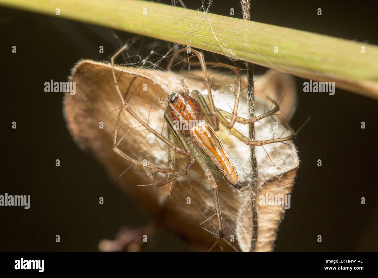 Family oxyopidae hi-res stock photography and images - Alamy