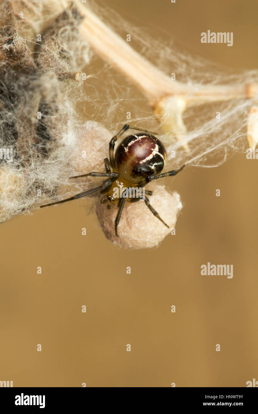 Comb footed spider, Parasteatoda sp., Bangalore, Karnataka. Member of ...