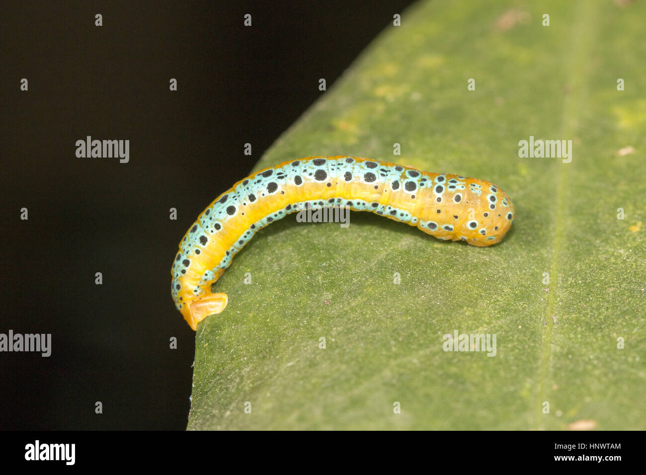 Day flying moth caterpillar, Matheran, Maharashtra Stock Photo - Alamy