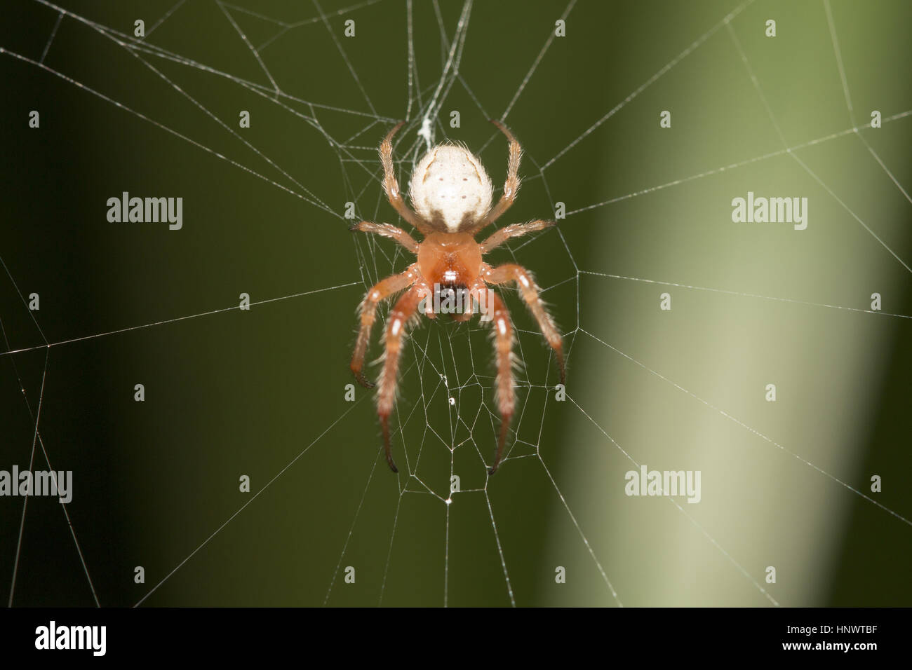 Orb web spider, Araneus sp., Barnawapara WLS, Chhattisgarh. Make orb ...