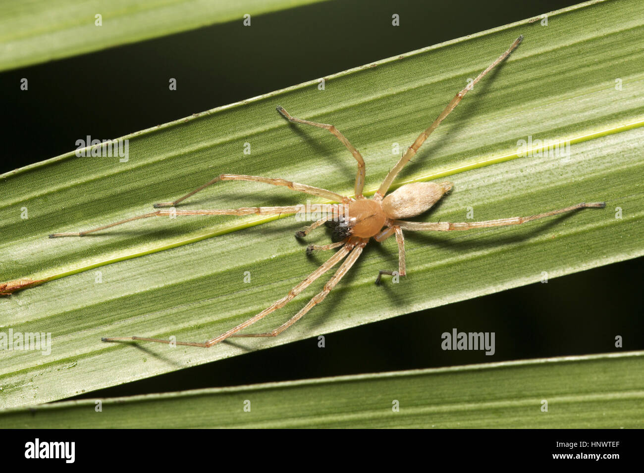 Yellow sac spider, Cheiracanthium sp., Barnawapara WLS, Chhattisgarh ...