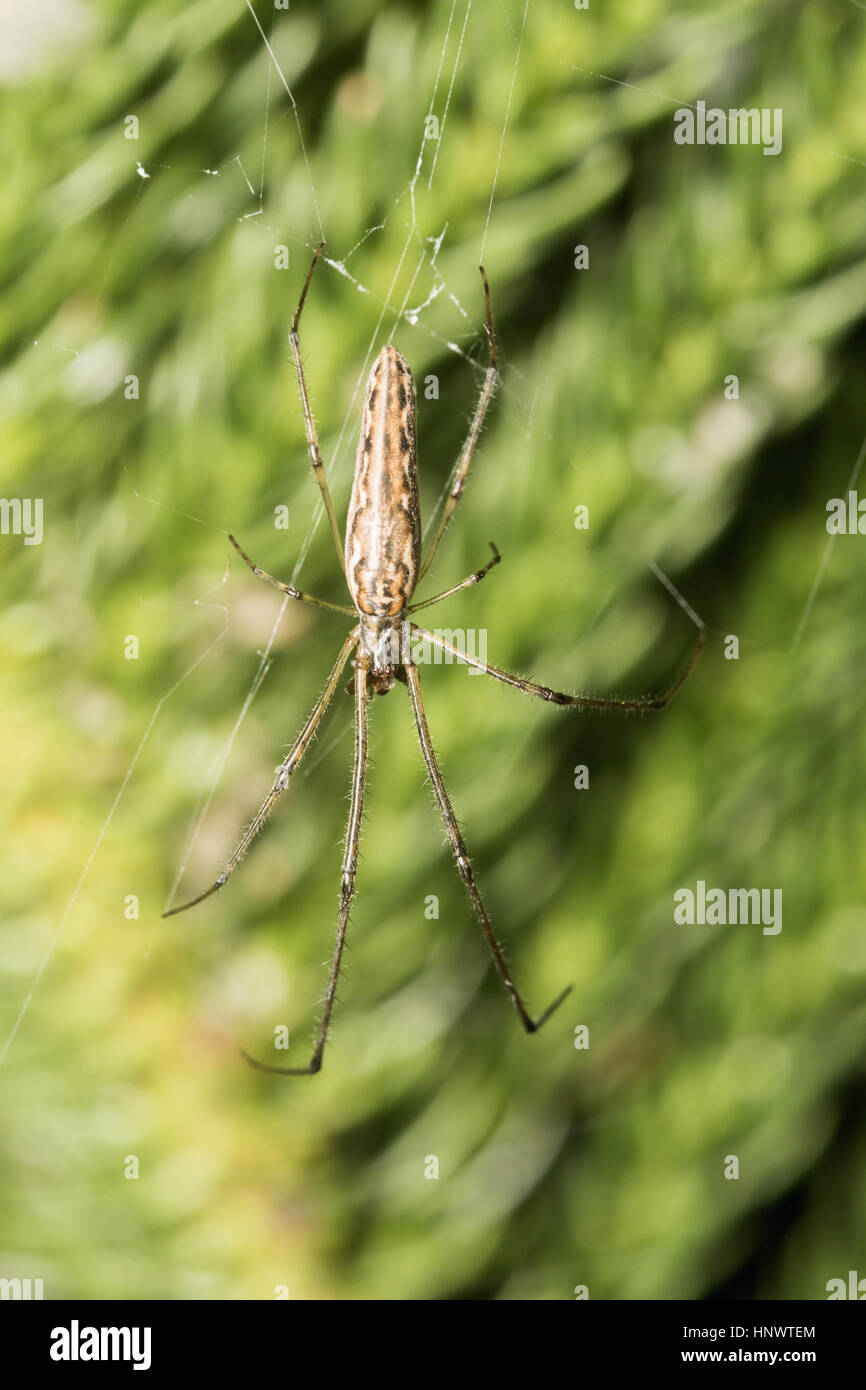 Pictures spiders hi-res stock photography and images - Alamy