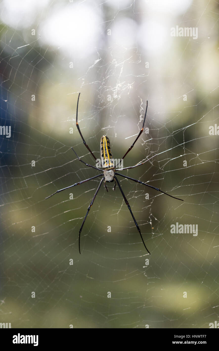 Giant wood spiders hi-res stock photography and images - Alamy