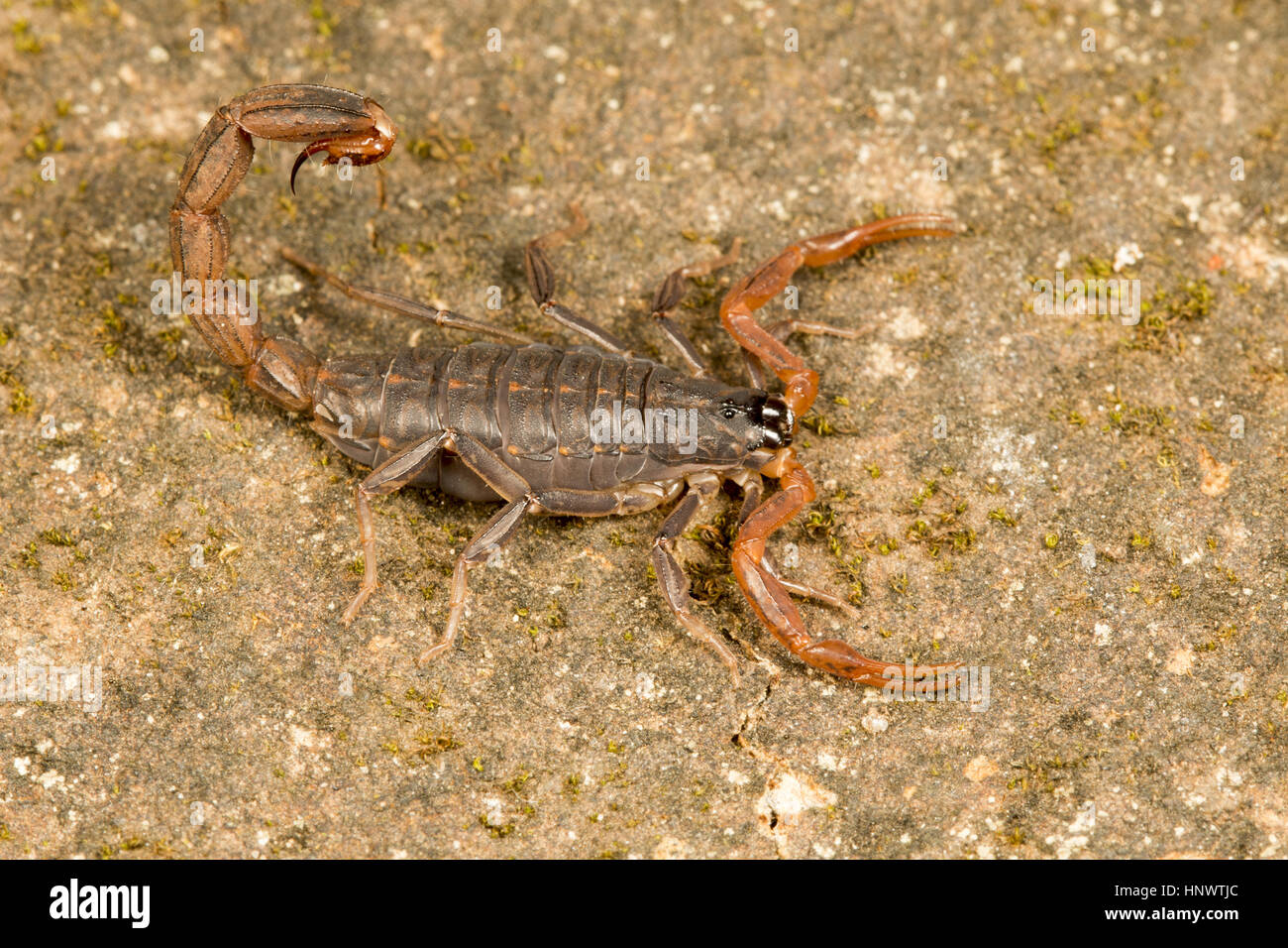 Three keeled bark scorpion, Lychas tricarinatus, Udanti Tiger Reserve ...