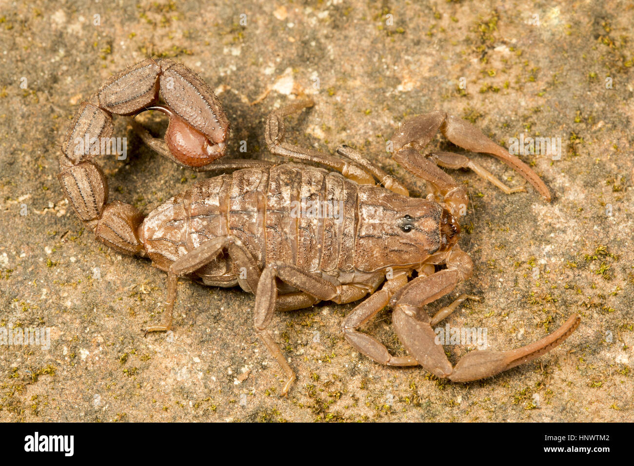 Red Fat tailed scorpion, Hottentotta sp., Barnawapara WLS, Chhattisgarh ...