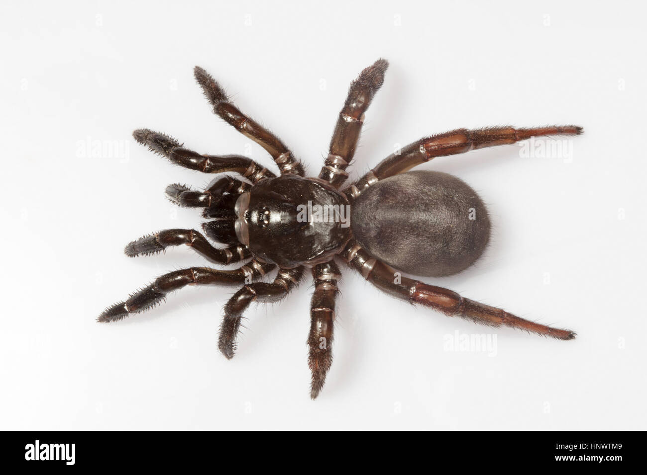 Trapdoor spider hi-res stock photography and images - Alamy