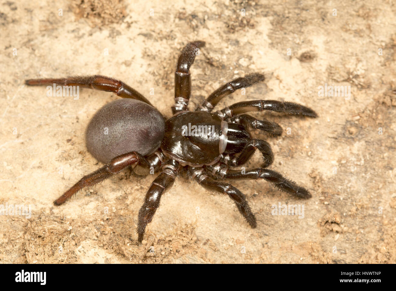 Trapdoor spider of asia hi-res stock photography and images - Alamy