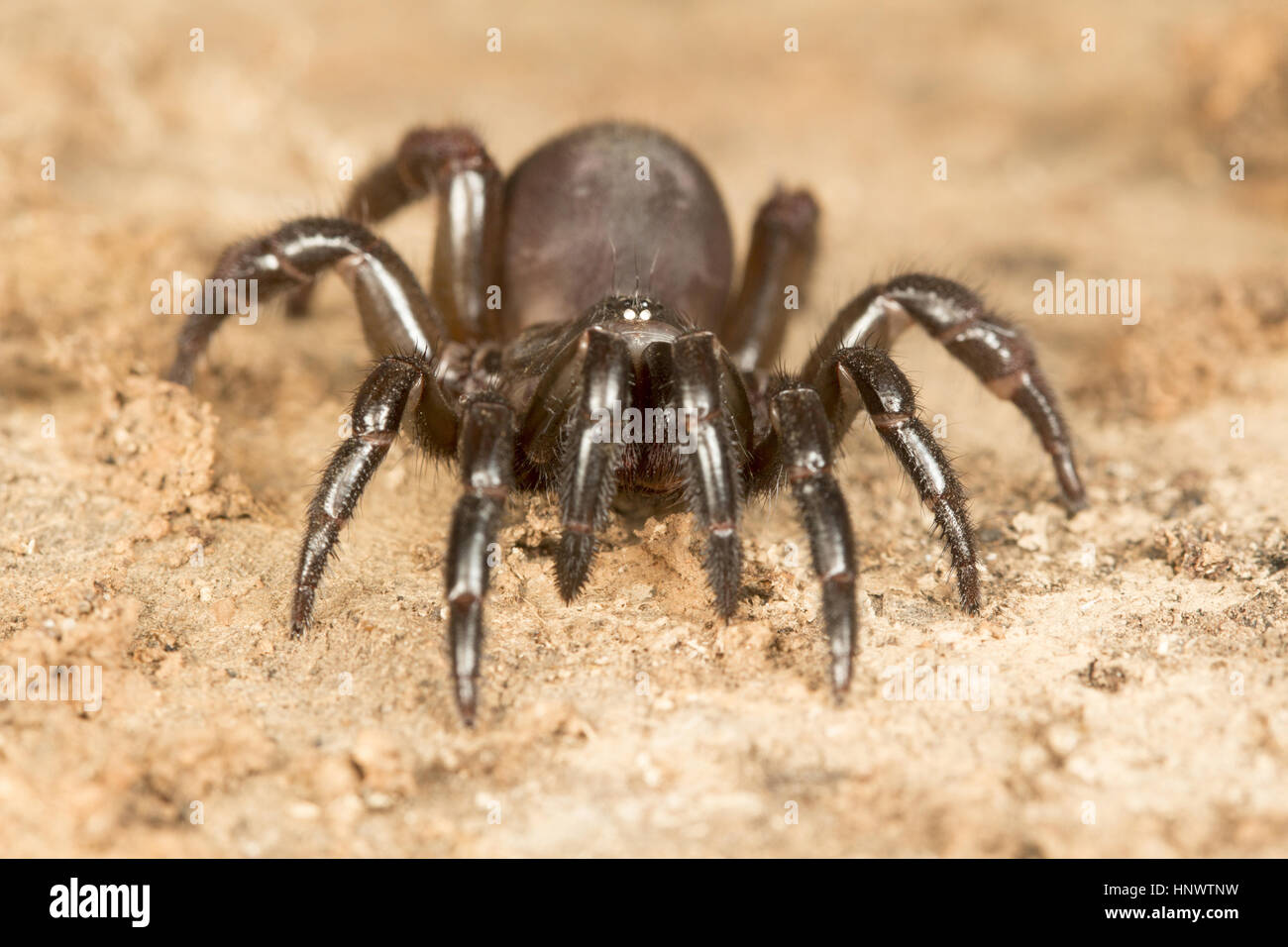 Trapdoor spider of asia hi-res stock photography and images - Alamy