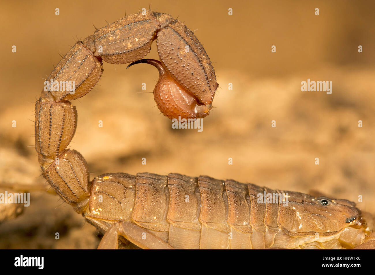 Fat tailed scorpion hi-res stock photography and images - Alamy