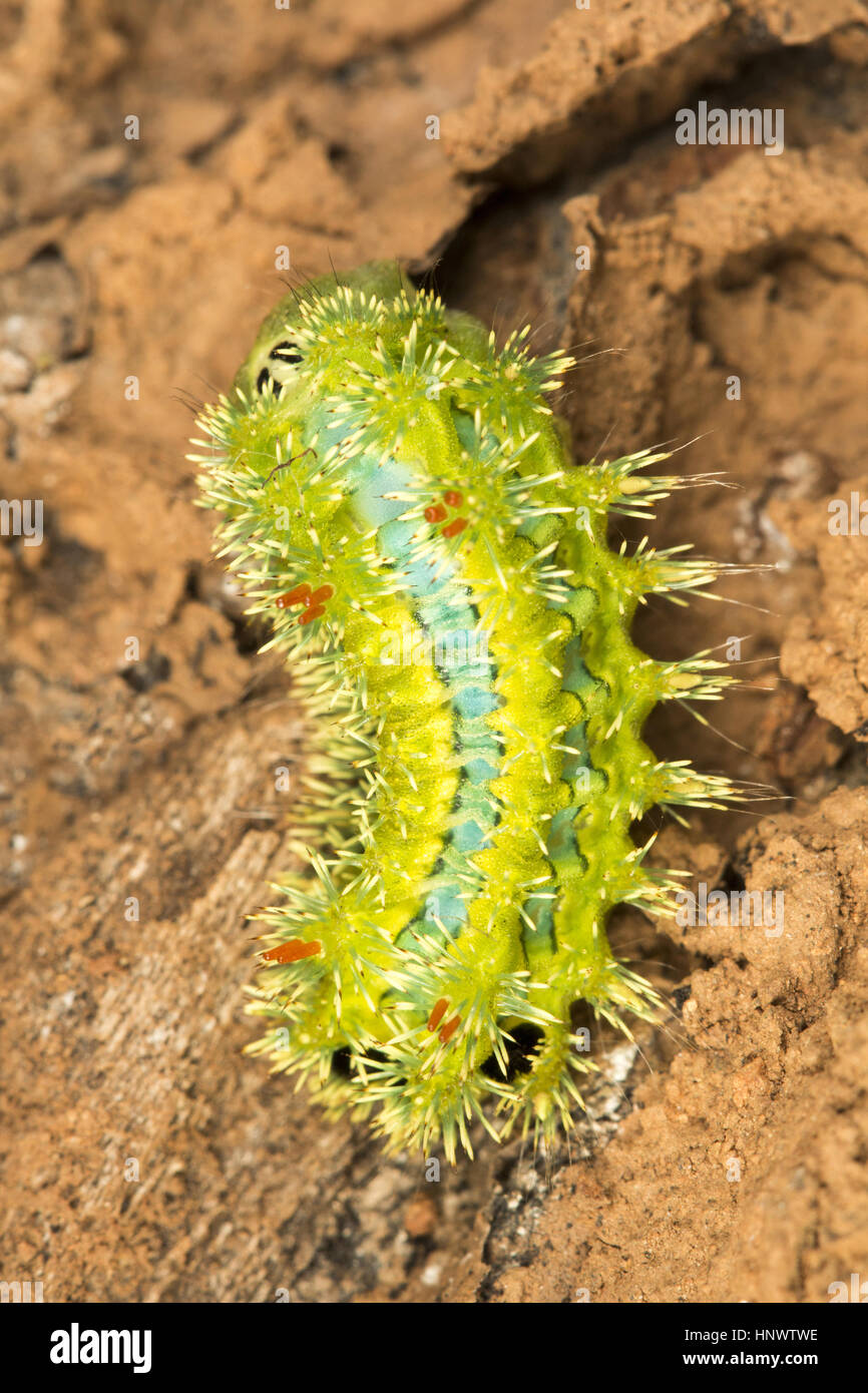 Papilio caterpillar hi-res stock photography and images - Alamy