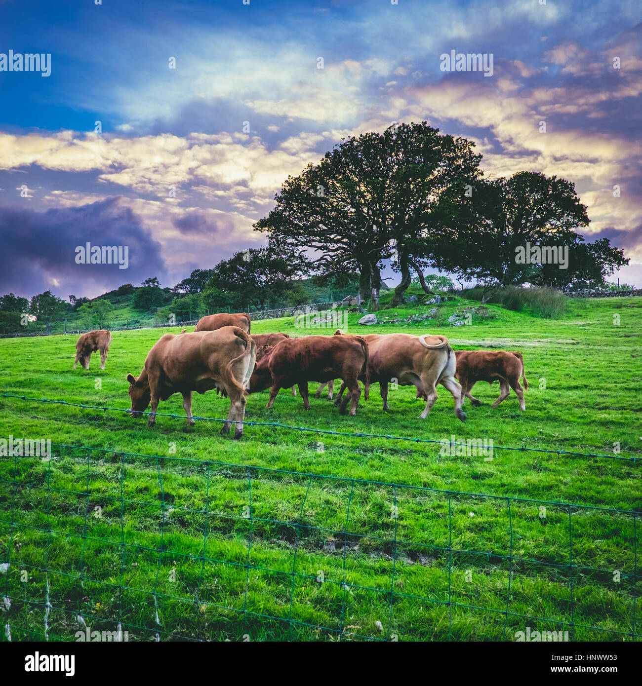 Munching munching grass hi-res stock photography and images - Alamy