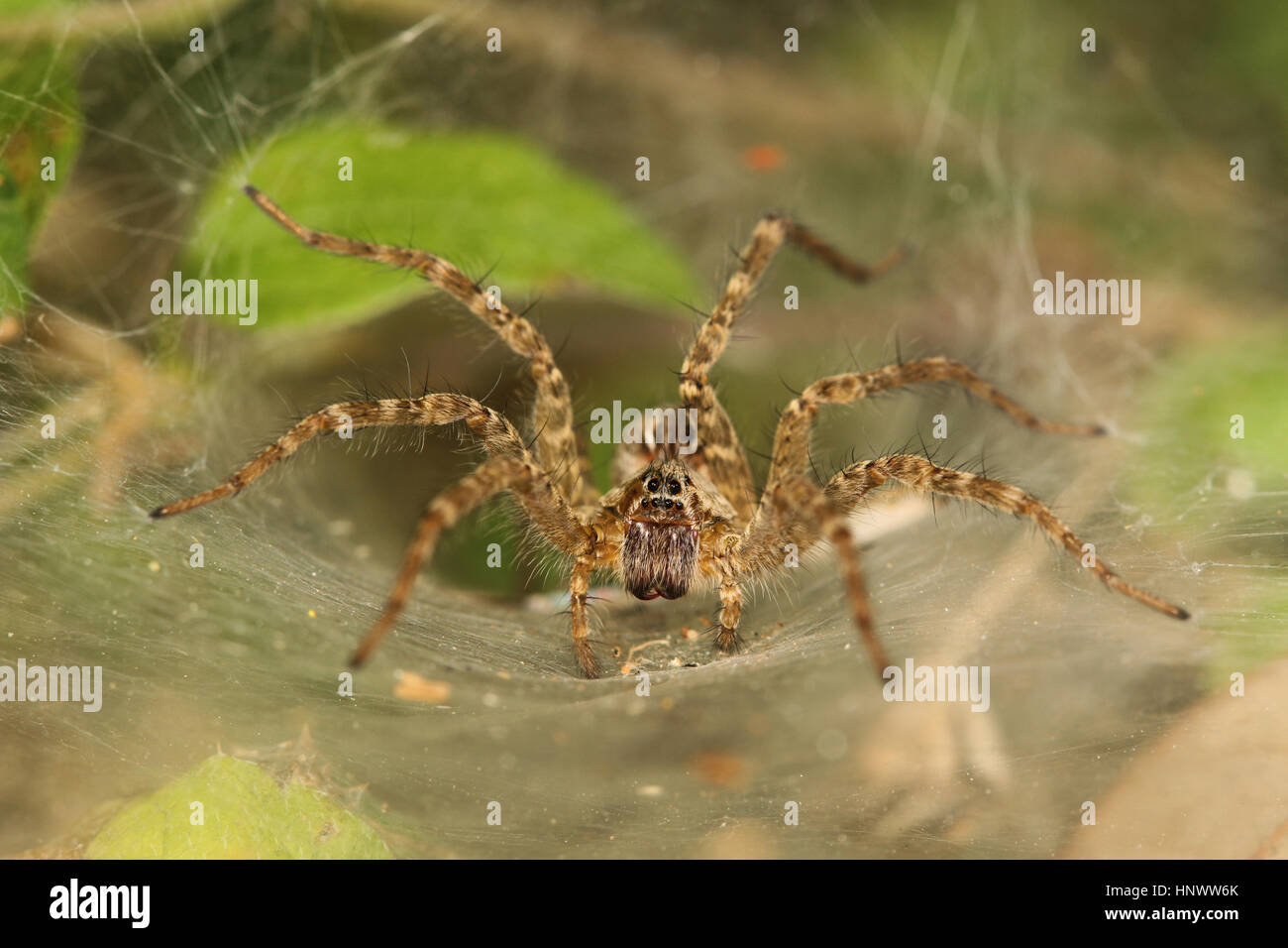 Tube web spider hi-res stock photography and images - Alamy