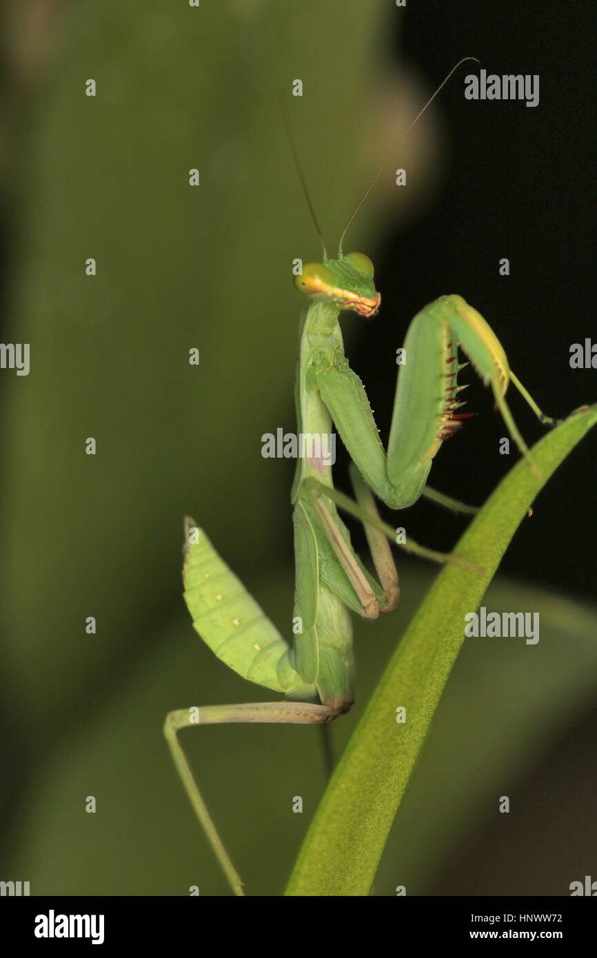Praying mantis antenna hi-res stock photography and images - Alamy