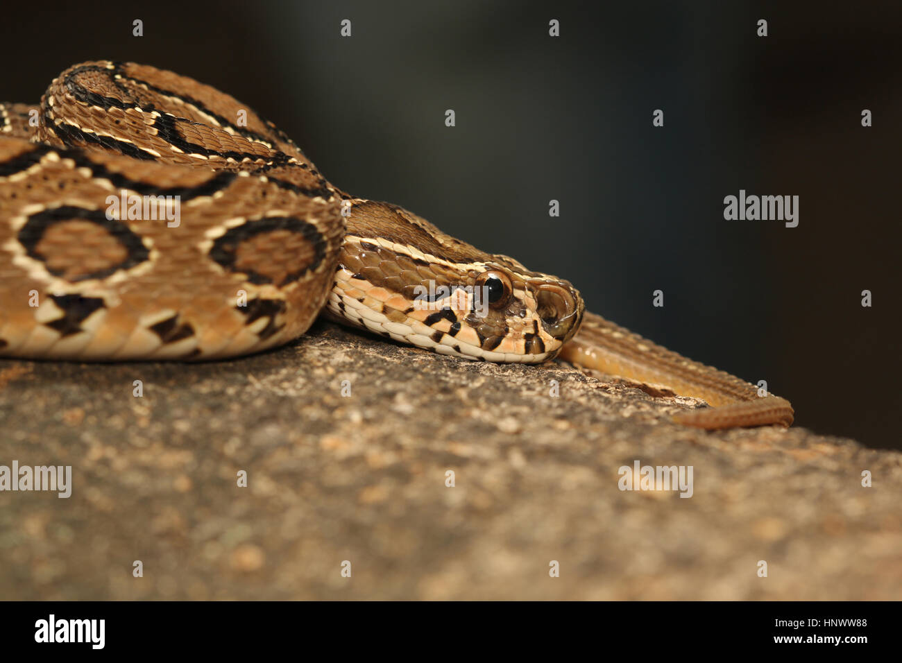 Russells vipers hi-res stock photography and images - Alamy