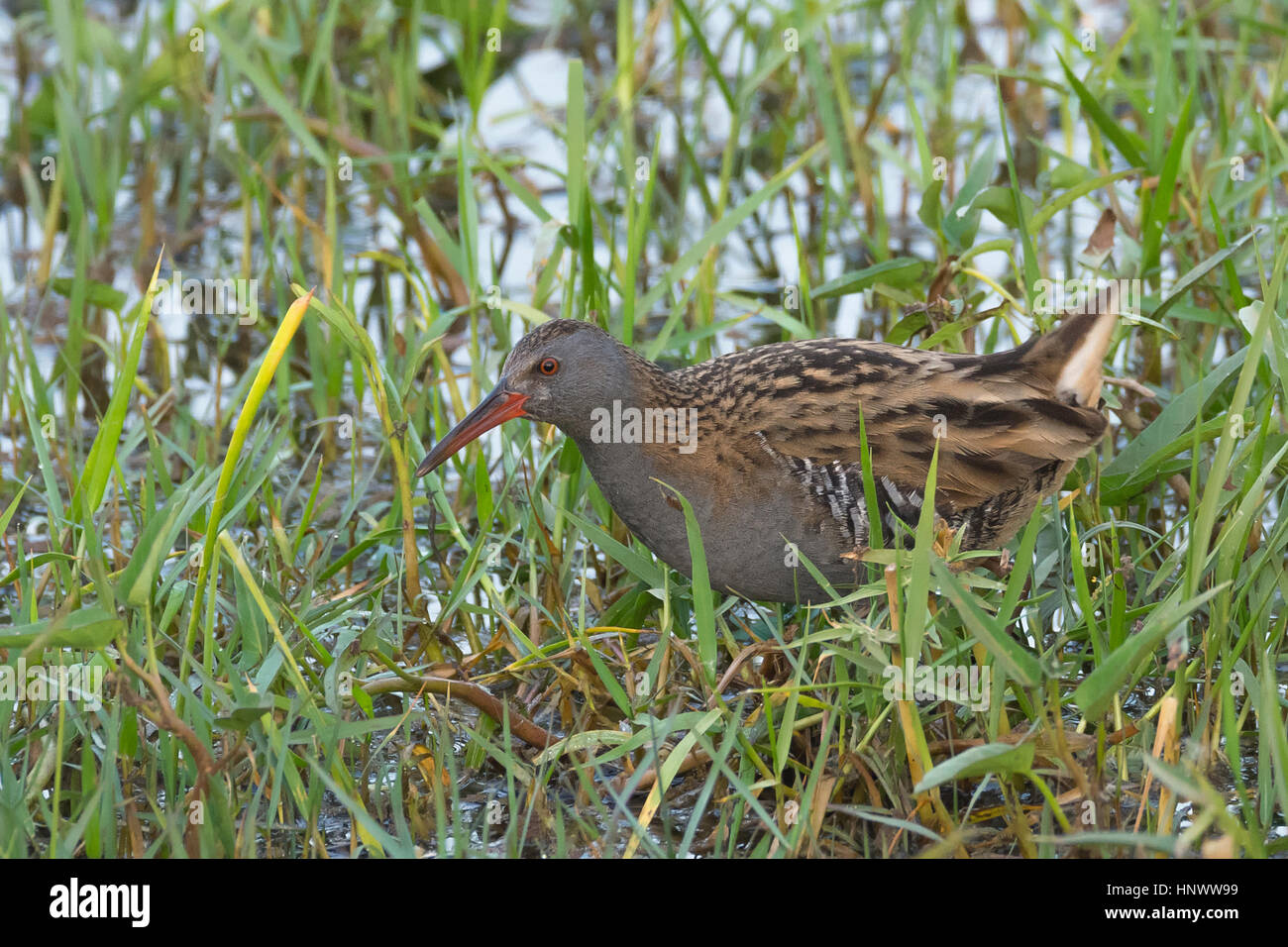 Water Rail (Rallus aquaticus) foraging Stock Photo - Alamy