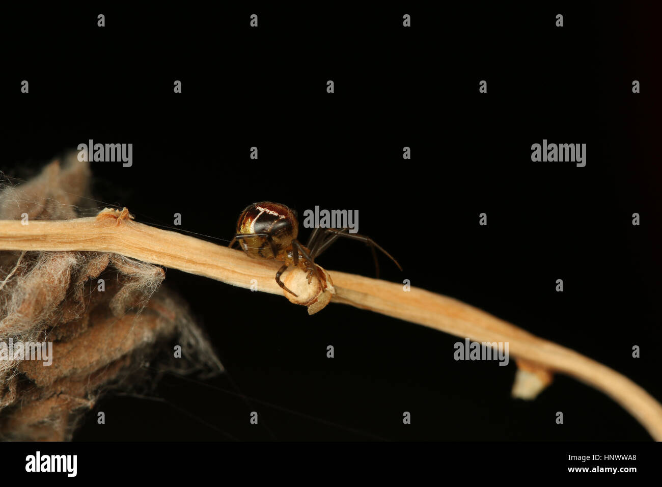 Comb footed spider, Parasteatoda sp., Bangalore, Karnataka. Member of ...