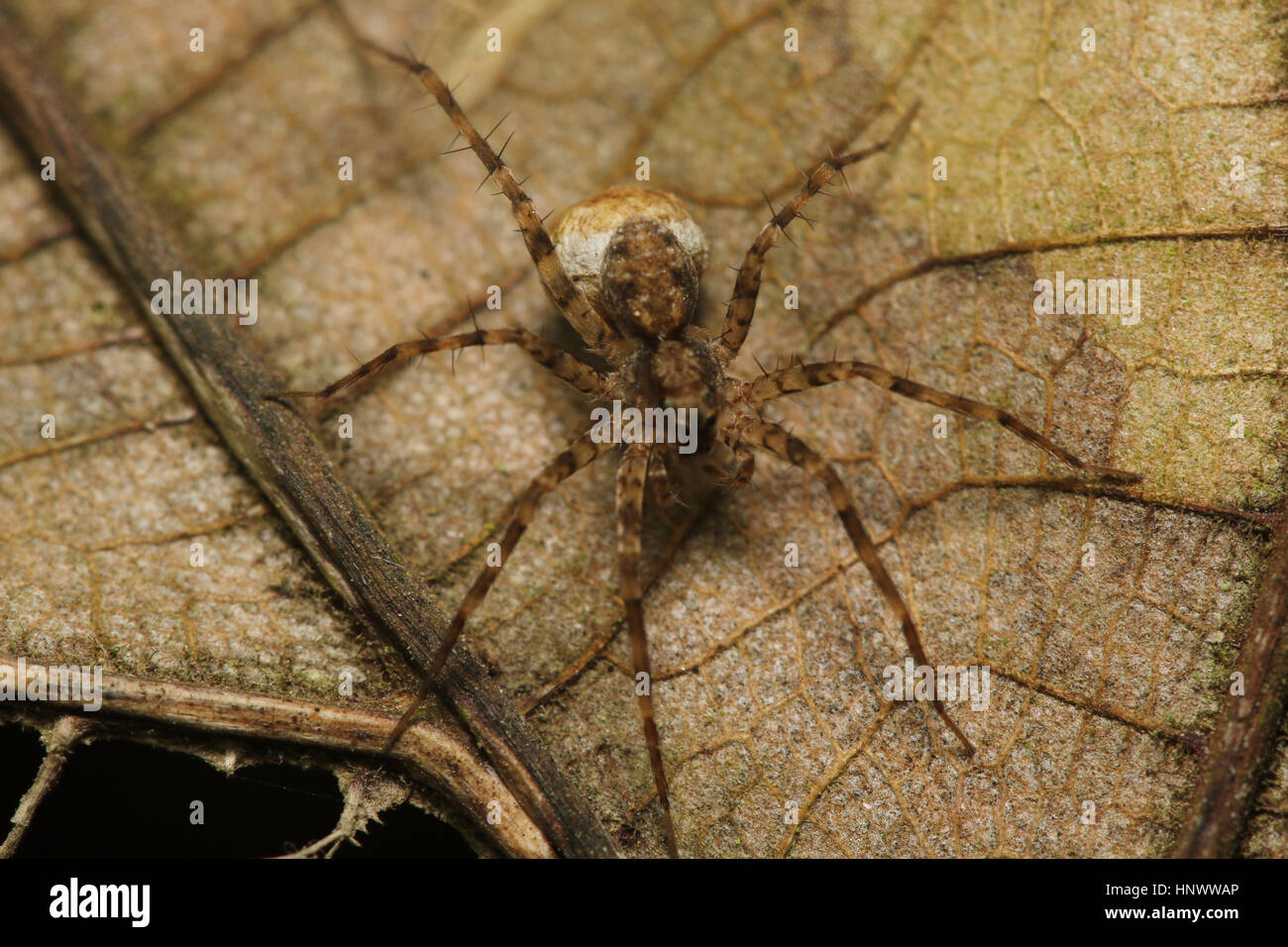 Family lycosidae hi-res stock photography and images - Alamy