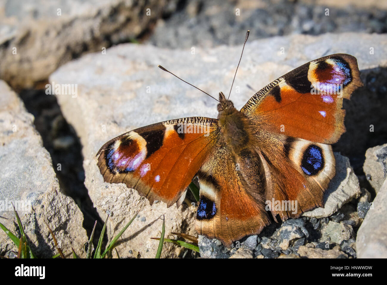 Butterfly flight patterns hi-res stock photography and images - Alamy