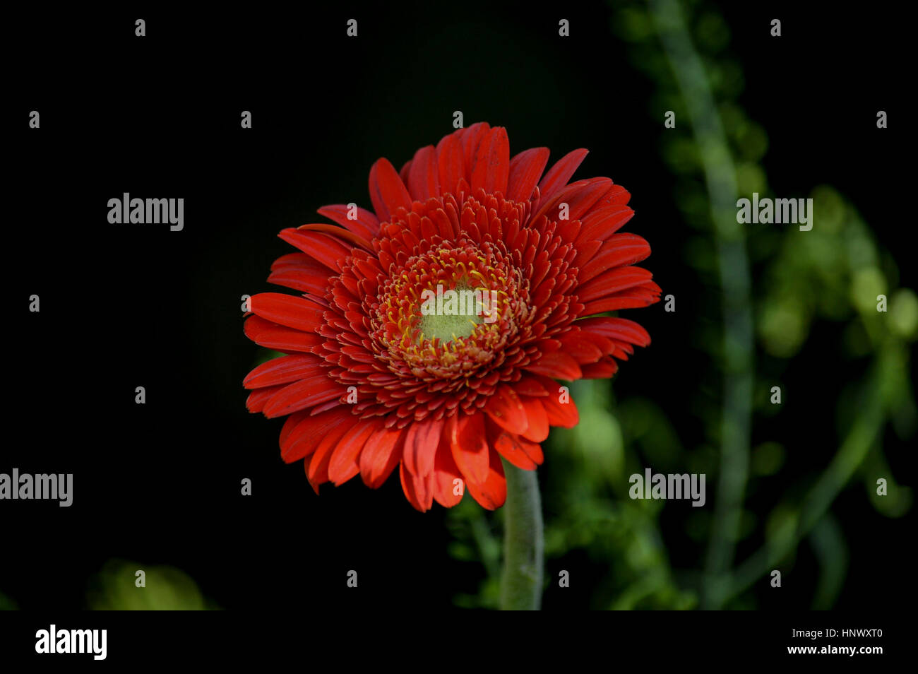 Happy Memories Rose High Resolution Stock Photography and Images - Alamy