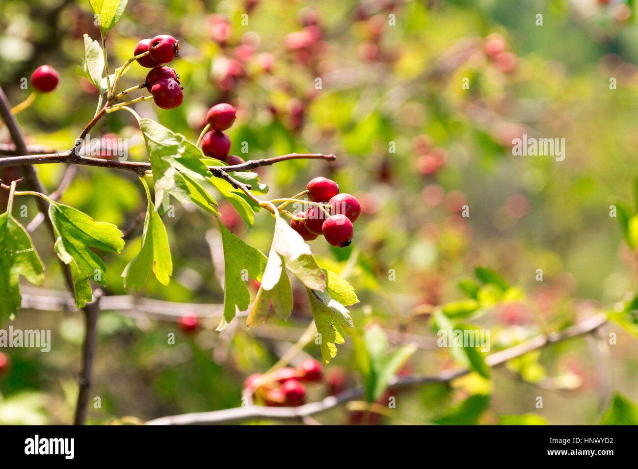 Hawthorn. wild berries Useful berries. Healthy food Stock Photo - Alamy