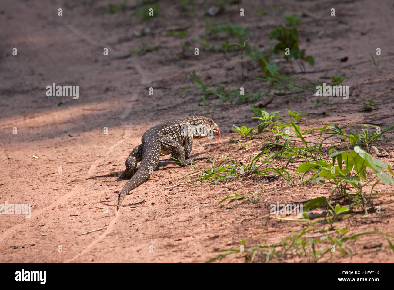 Black and white tegu a huge lizard in Brazil Stock Photo - Alamy