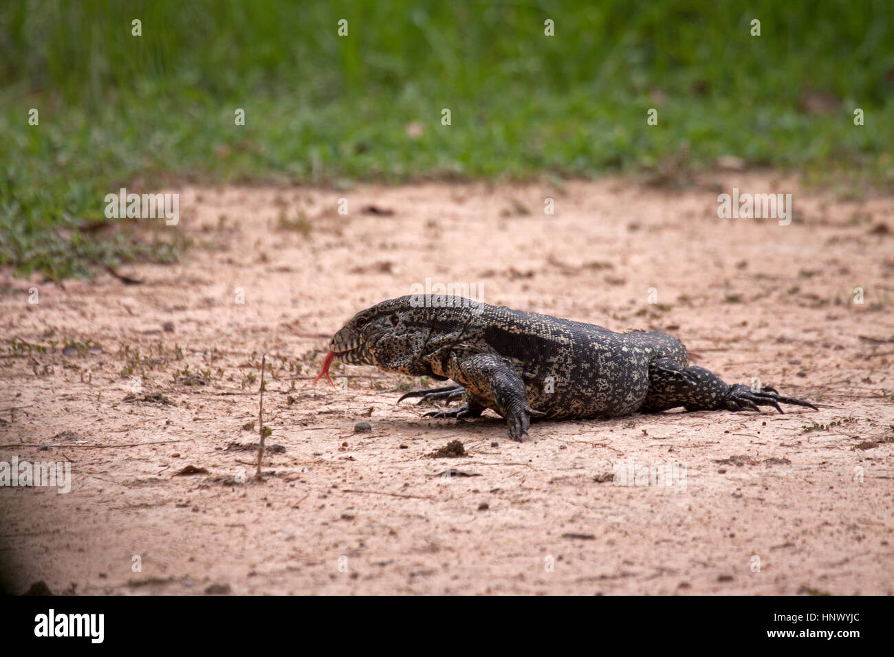 Black and white tegu a huge lizard in Brazil Stock Photo - Alamy