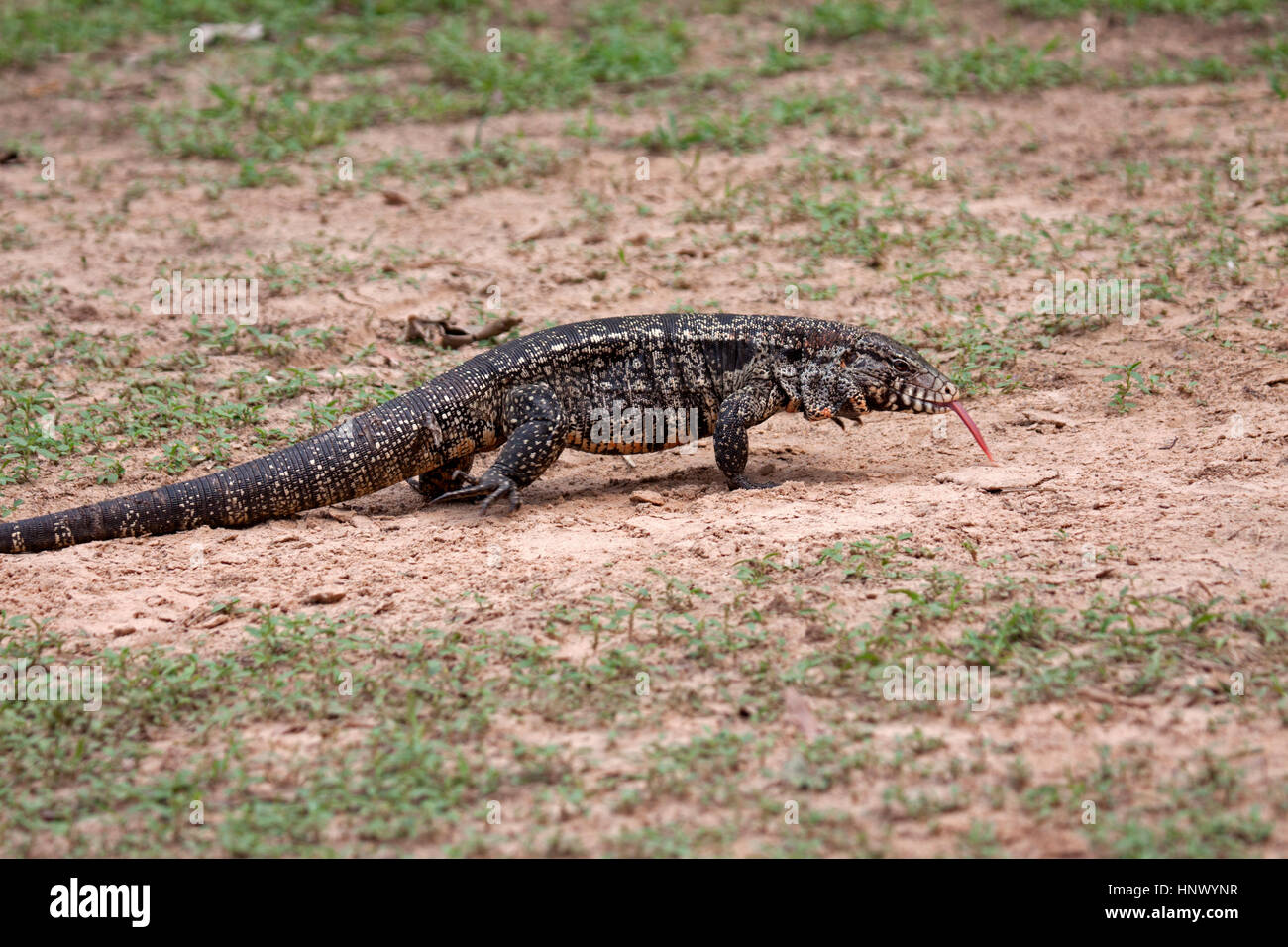 Black and white tegu a huge lizard in Brazil Stock Photo - Alamy