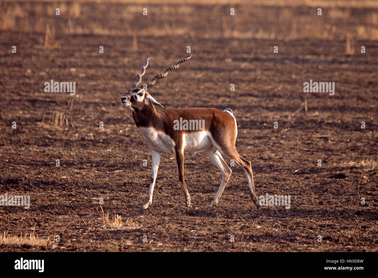 Black buck hi-res stock photography and images - Alamy