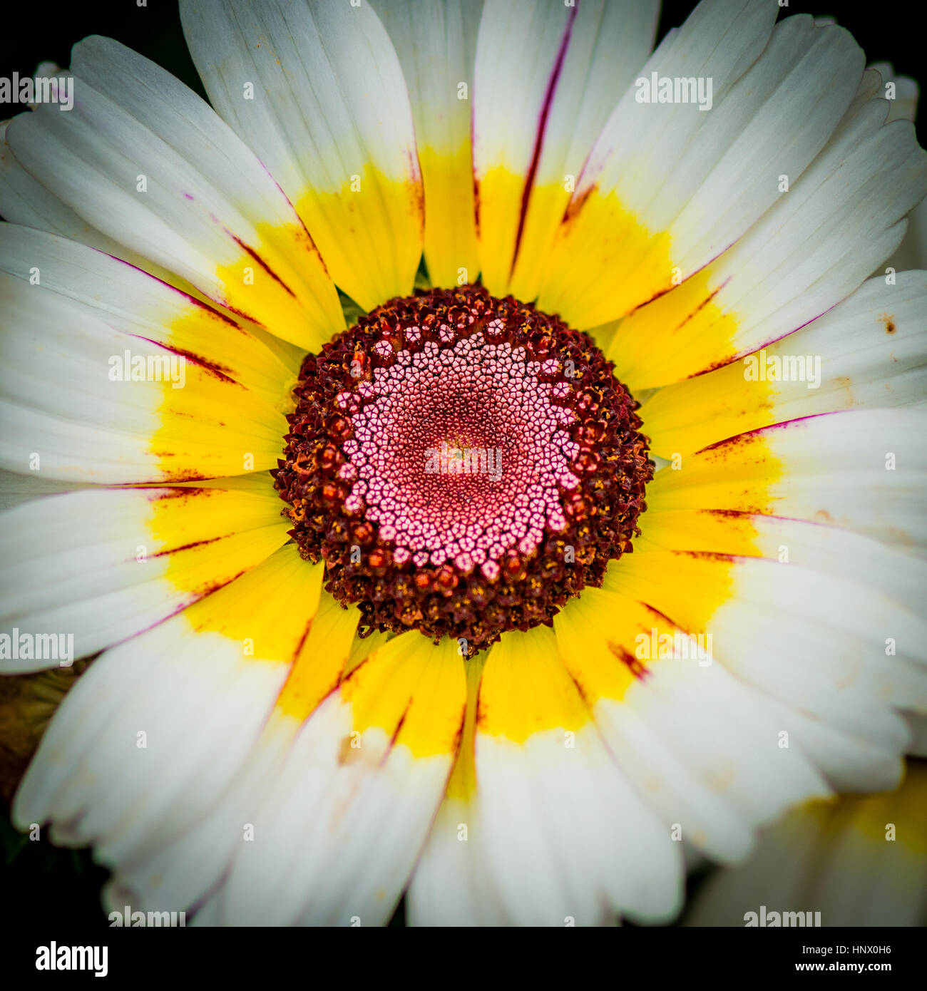 Colourful flower head hi-res stock photography and images - Alamy