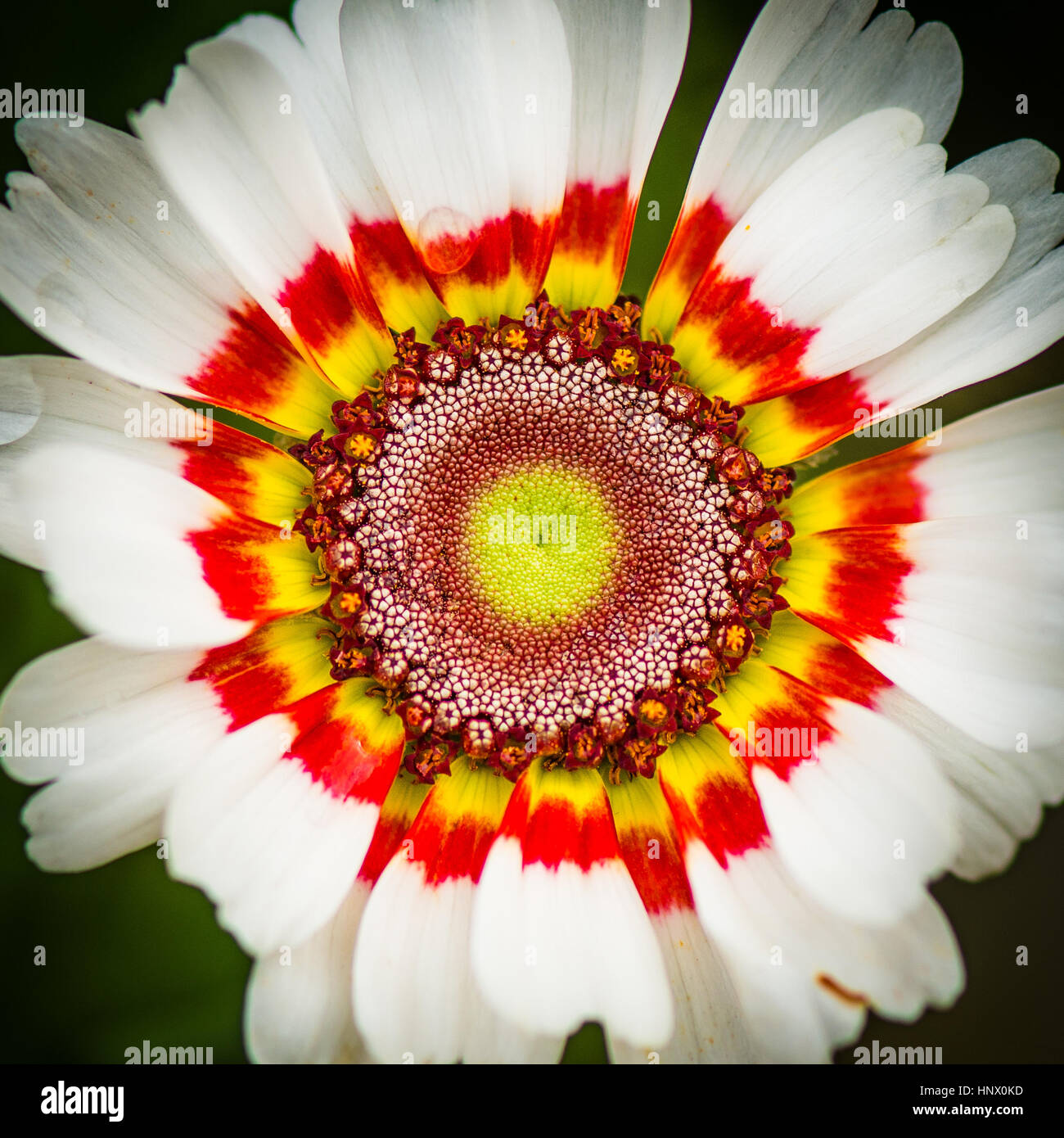 Colourful Flower head Stock Photo - Alamy